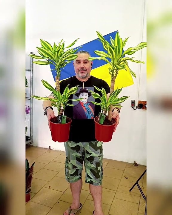 Драцена двойка Еллоу Кост, цена 550 гривен! Бронь в вайбер 0996782355 # ...