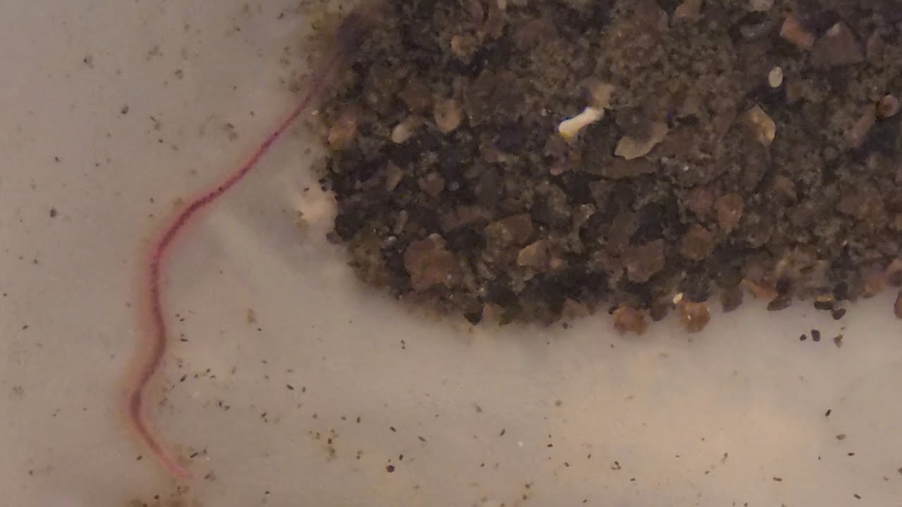 Red/Pink worms in Aquarium Substrate! - YouTube