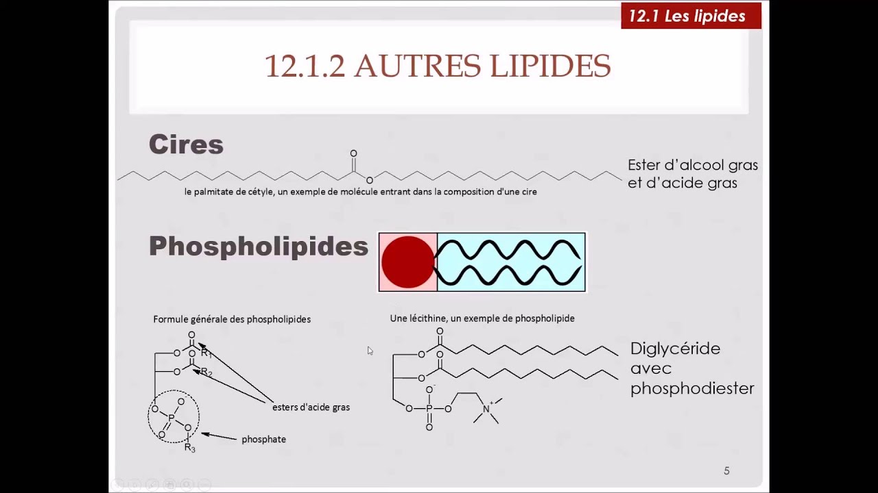 12.1a Les lipides: intro et catégories - YouTube