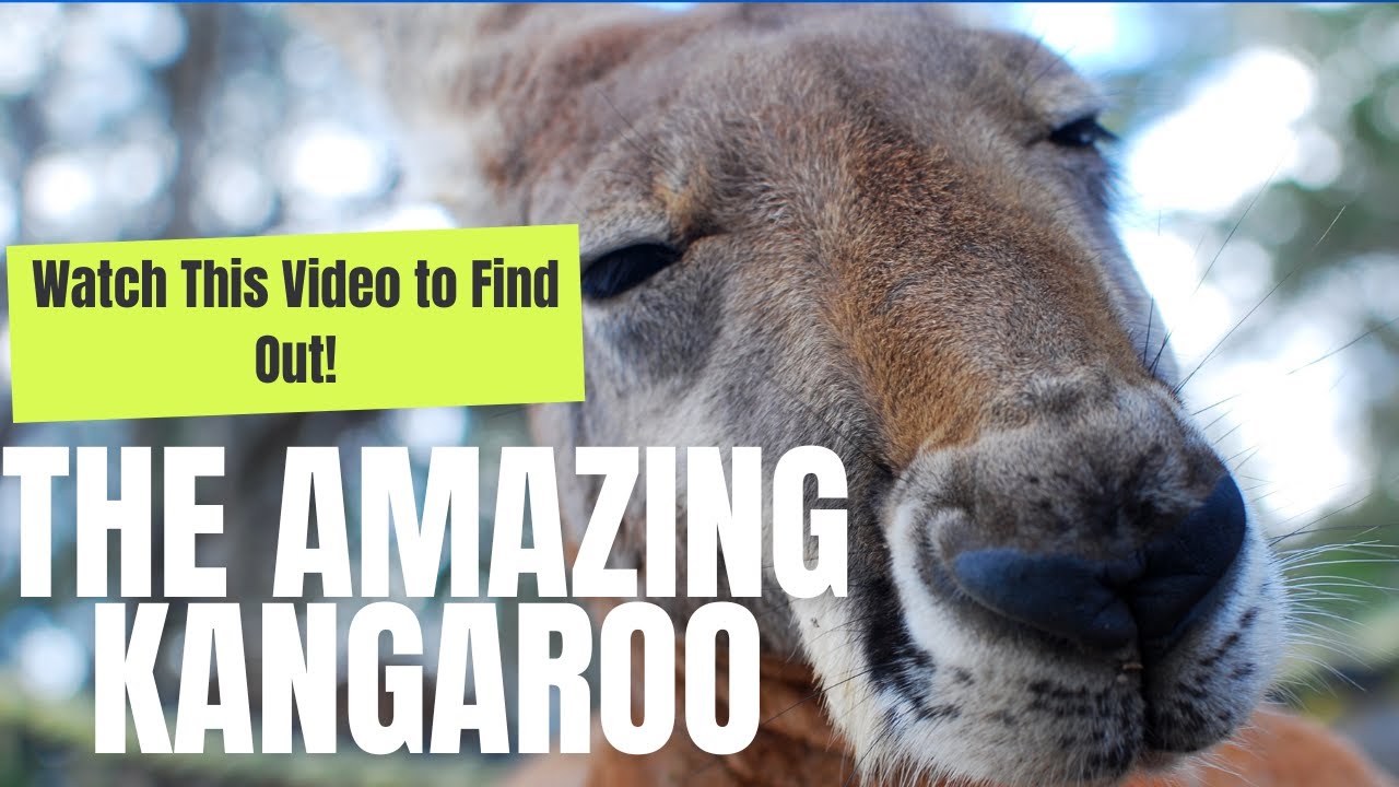 Are You Ready to Learn About Kangaroos? Watch This Video Now! - YouTube