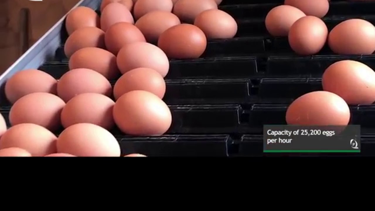 Equiporave Ibérica - Embaladora Prinzen 50 - YouTube