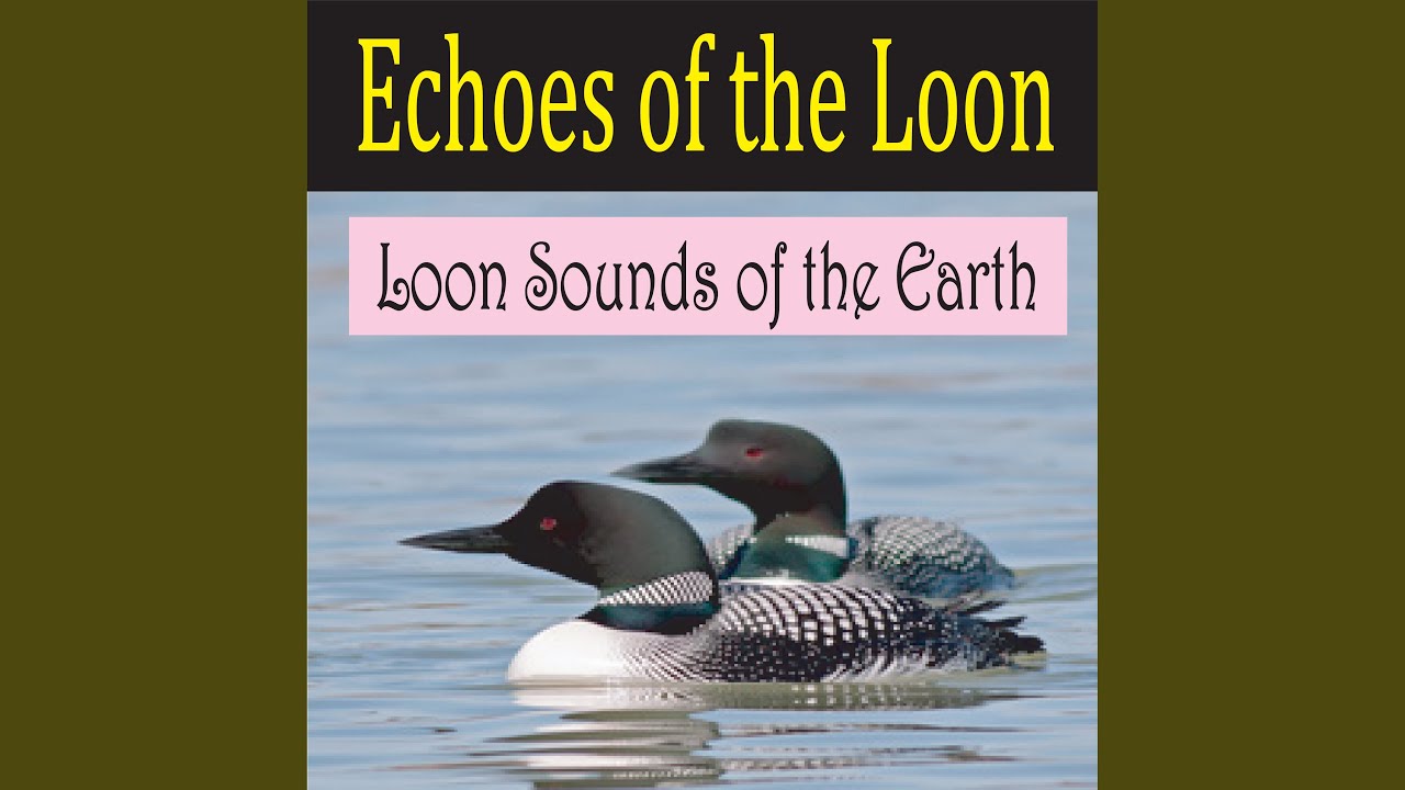 Loon Sounds Audio