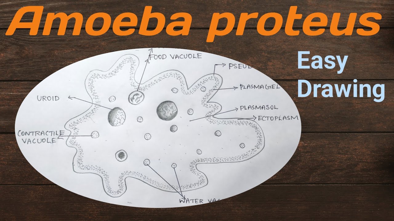 Amoeba proteus easy drawing@vaigam-tb4bs - YouTube