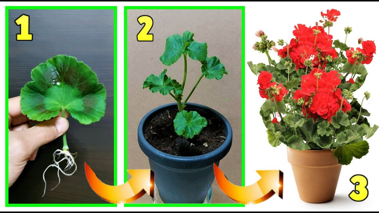 GERANIO, RIPRODUCILO ALL' INFINITO DA UNA SINGOLA FOGLIA, GERANI CURE ...