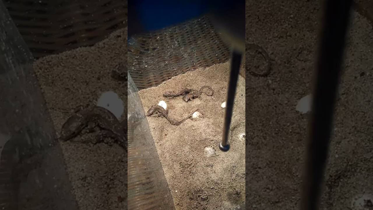 Lacerta viridis baby hatching (European green lizard) day 2 - YouTube