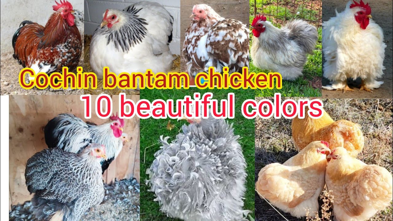 Cochin bantam chicken | Cochin bantam chickens malayalam | 10 beautiful ...