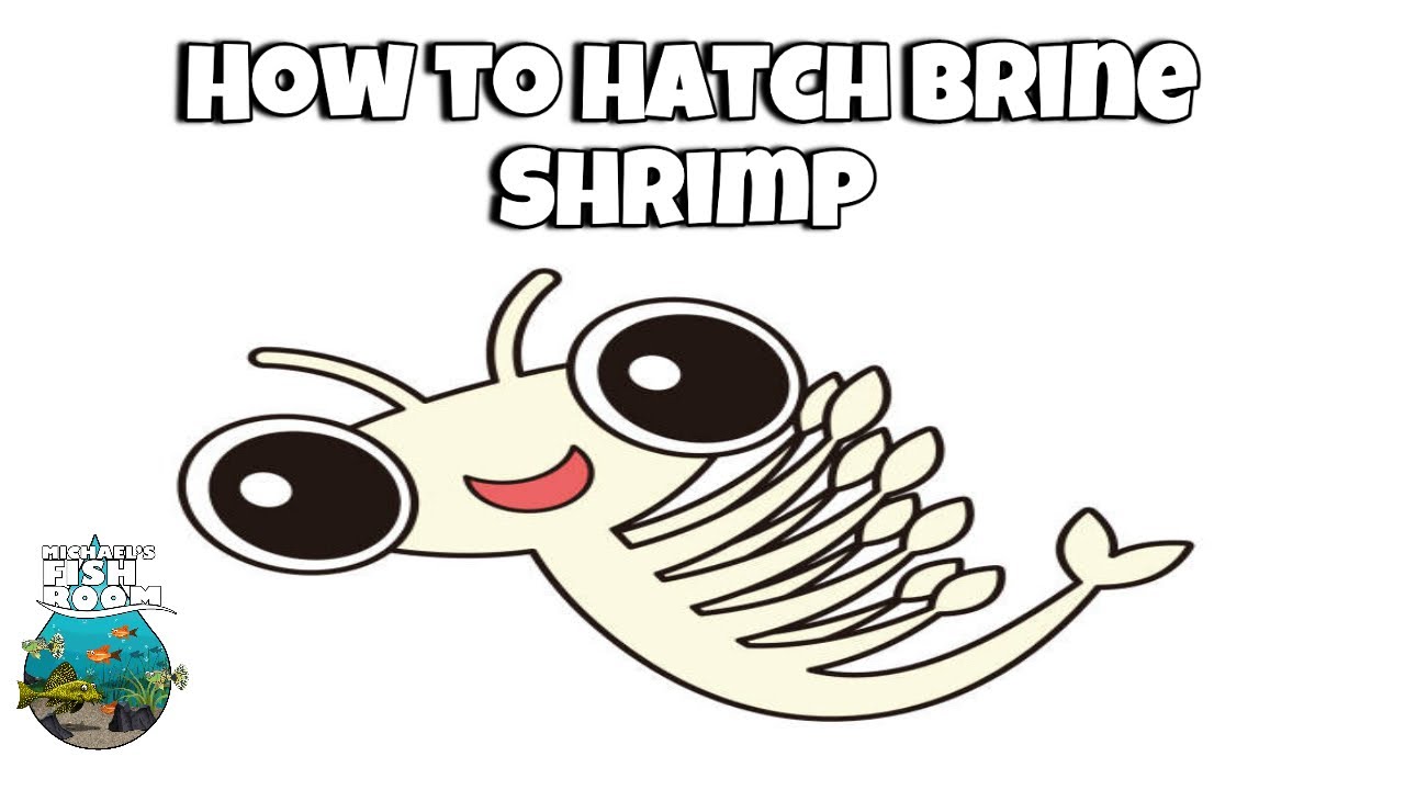 Brine Shrimp Diagram How To Hatch Baby Brine Shrimp The EASY Way