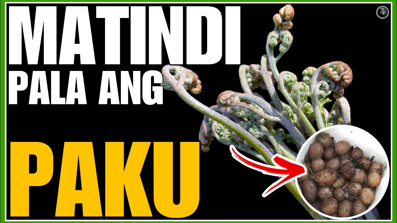 Ito pala ang MATINDING DAHILAN kung bakit DI MO DAPAT BALEWALAIN ang ...