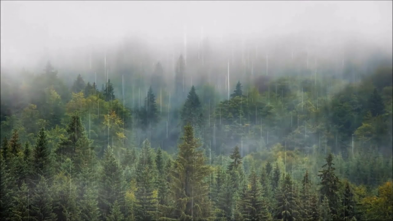 Rain Forest Sleep Sounds | White Noise 12 Hours - YouTube