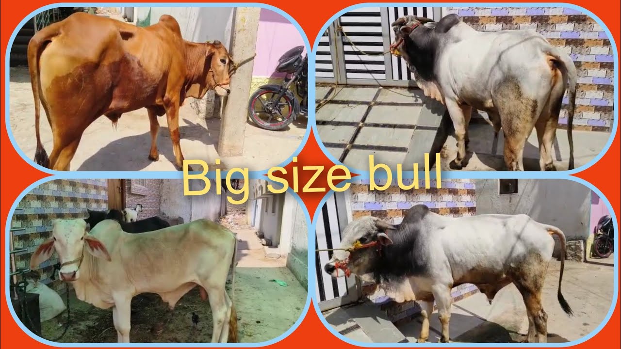 30/5/23 BIG SIZE BUL AT CHANDRAN GUTTA OLDCITY HYD CONTACT FOR MORE P ...