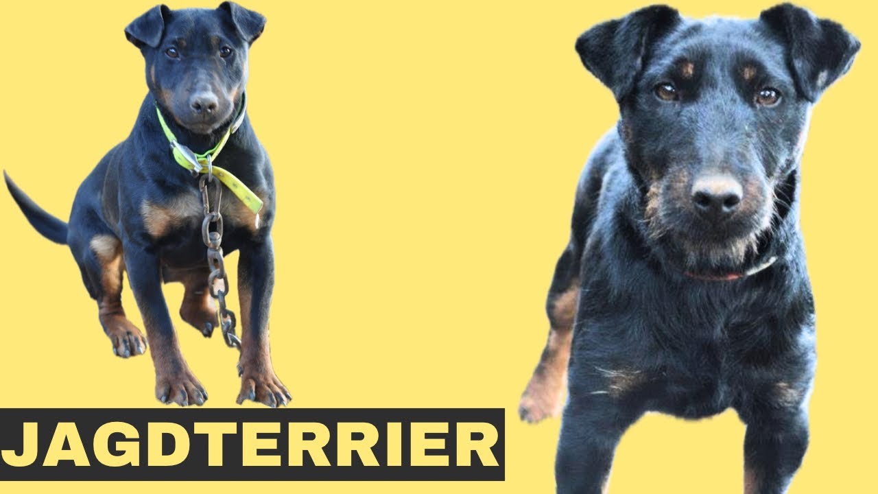 **Repeat** Episode 41: Jagdterrier - Alex Krstic from Sambarman Kennels ...