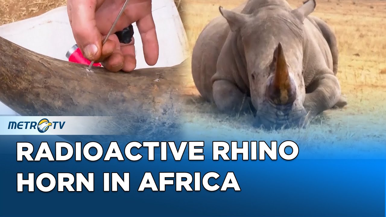 South African Researchers Test Nuclear Technology To Curb Rhino ...