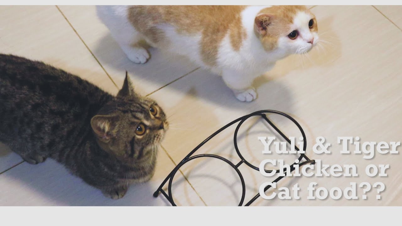 〖Cats and Chicken or Cat food?〗| munchkin cat | Cat logic | Cat ...