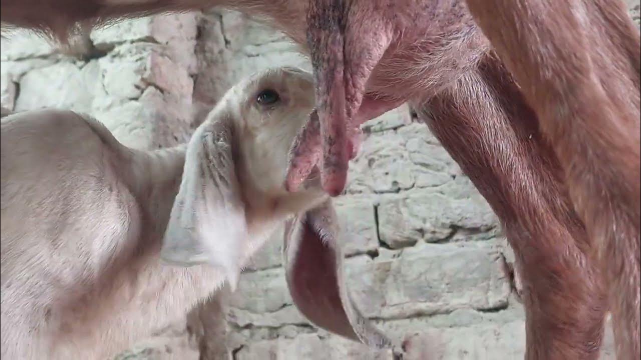 Baby goat drink milk. age 3 days - YouTube