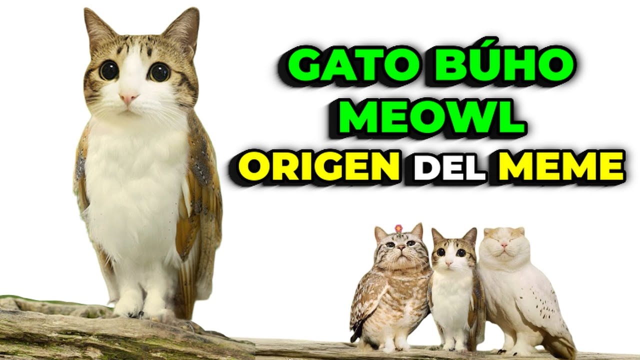 Gato Búho MEOWL 😺🦉 ORIGEN del MEME | Su creador, Historia Real y Evolución - YouTube