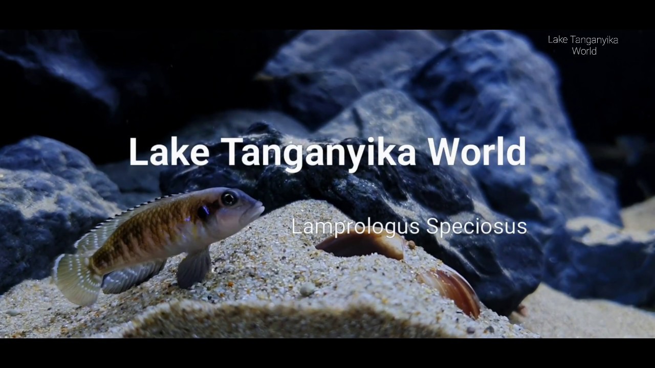 Lamprologus Signatus