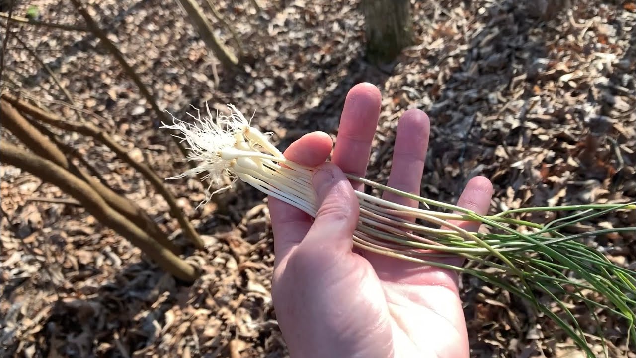 Wild Garlic Forage & Cook - YouTube