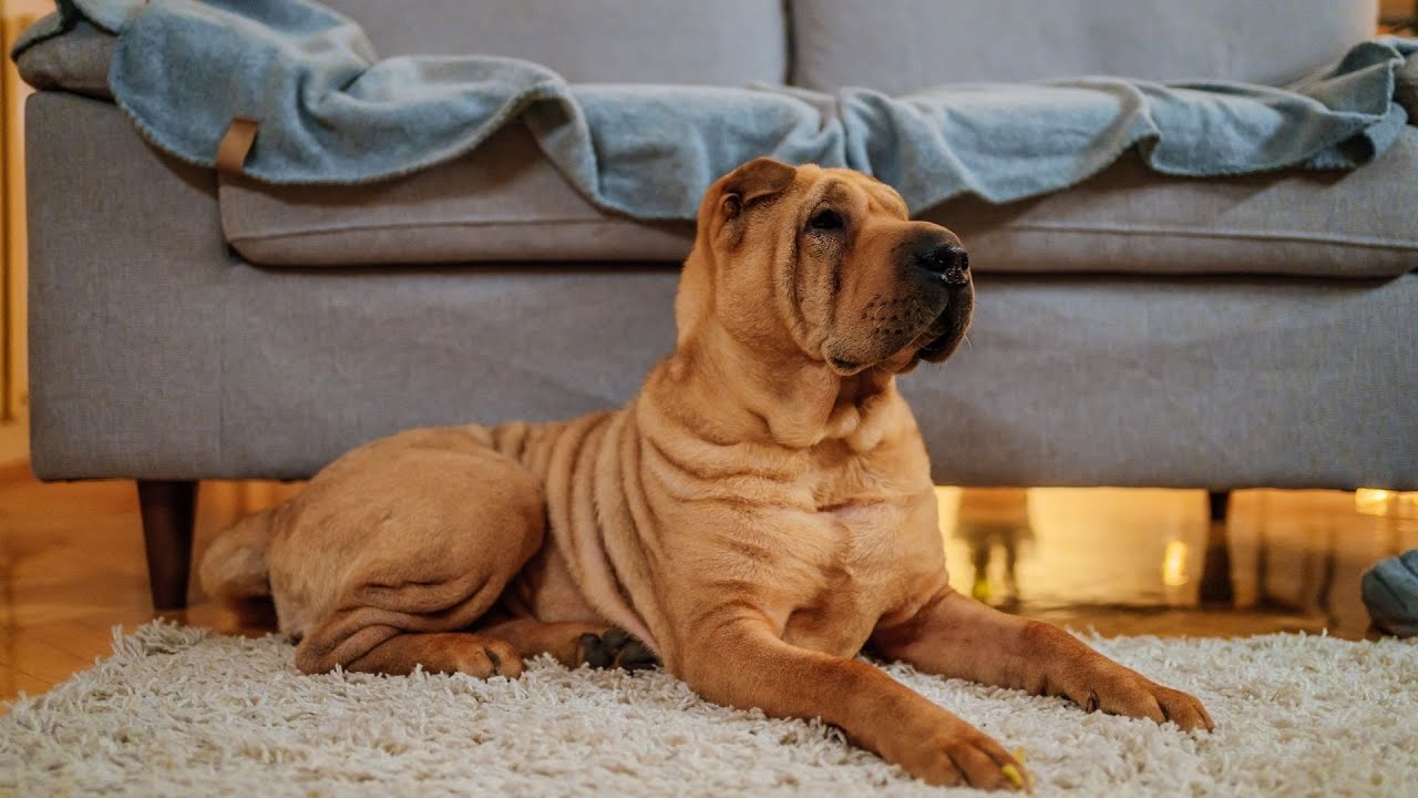 How to Train Your Chinese Shar-Pei for Agility! - YouTube