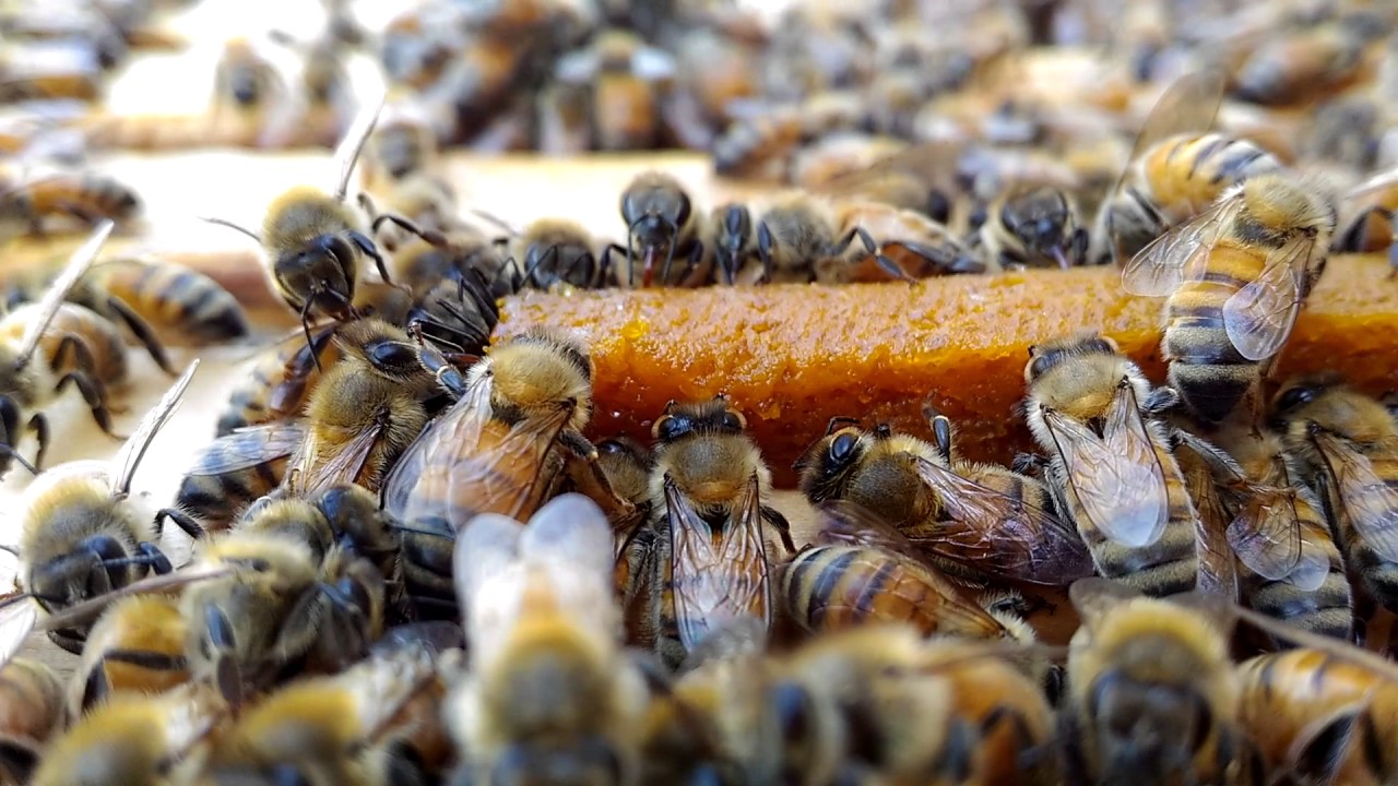 🏝 Feeding pollen to Bees🌼┇城市養蜂人🤠 - YouTube