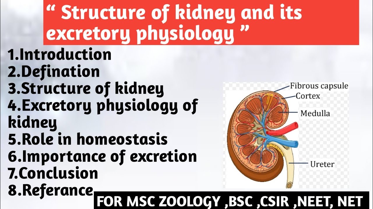 Structure of kidney and its excretory physiology | Role in homeostasis ...