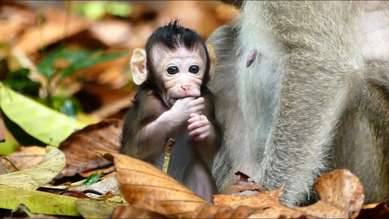 Good Activity, BB Monkey Destiny Show Ability Improve Change From Day ...