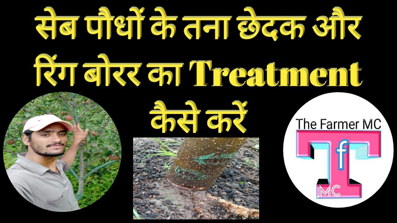 How To Treat Apple Plants Stem Borer & Ring Borer🍎🍎🍎 - YouTube