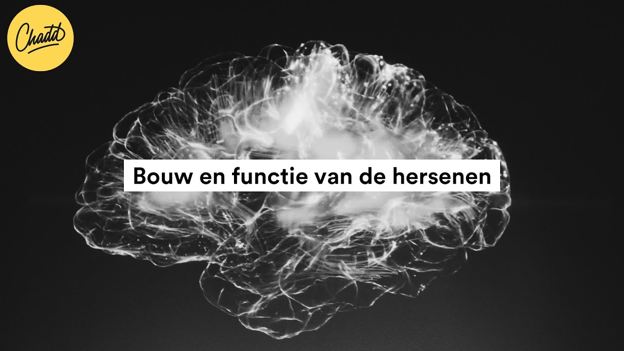Opbouw en functie hersenen en hersendelen - Mr. Chadd Academy - YouTube