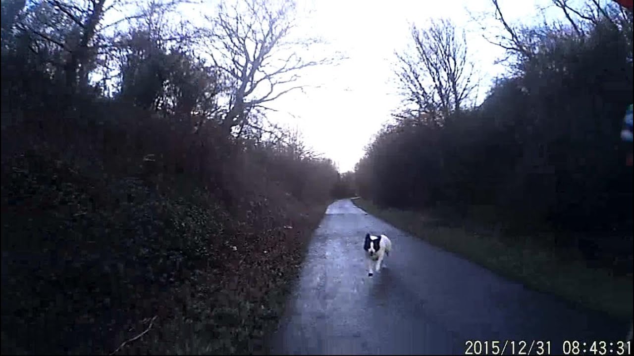 Loose Dog Chases Cyclist - YouTube