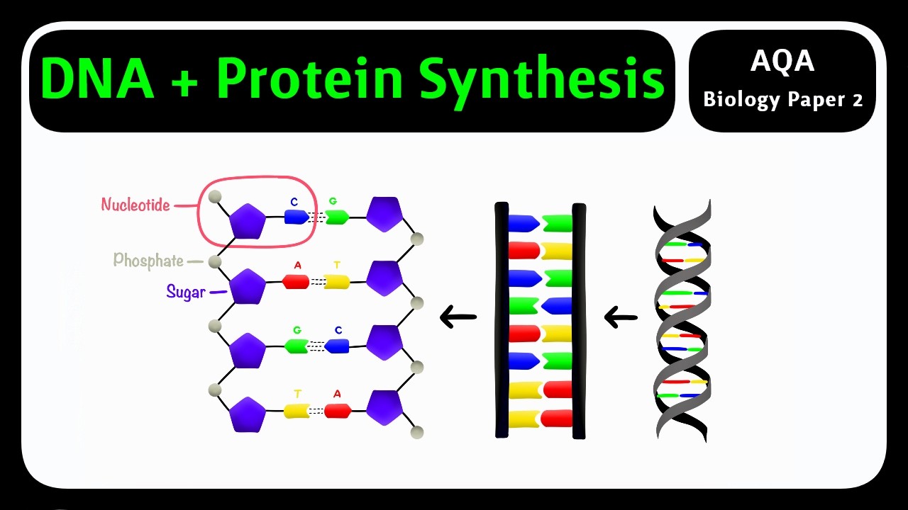 GCSE Biology AQA - DNA and Protein Synthesis [2026 exams] - YouTube