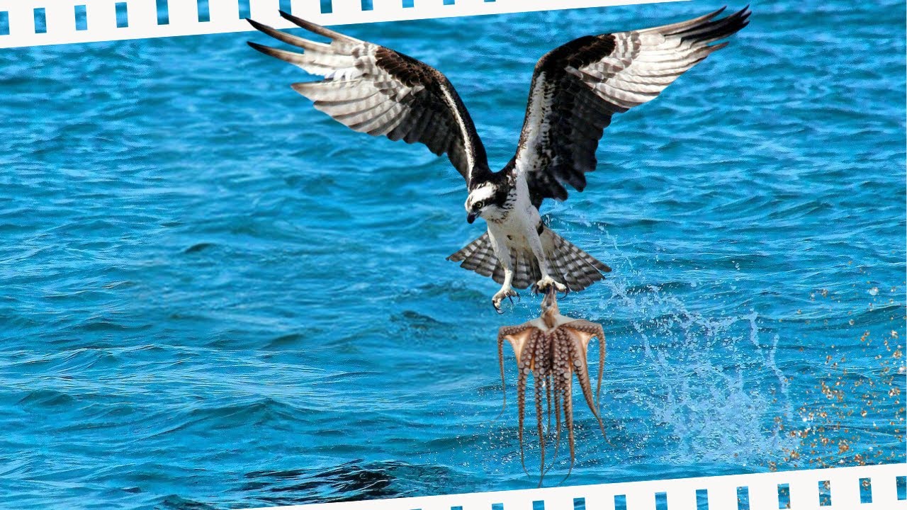 Eagle vs. Octopus And Fish: Intense Underwater Battle - YouTube