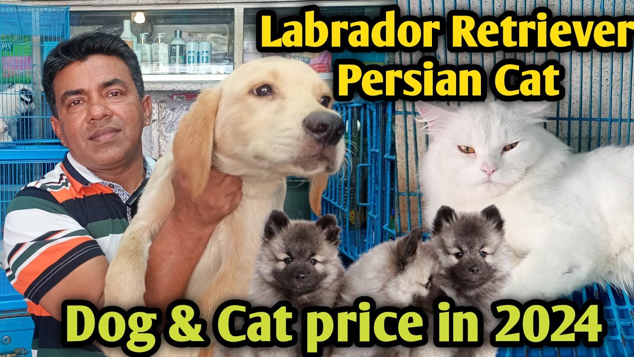 Labrador Retriever puppy| Golden Retriever puppy| Persian Cat | Katabon ...
