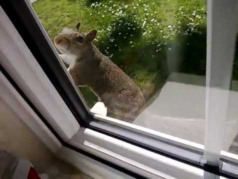 Squirrel knocks at my window then takes food out of my hand - YouTube