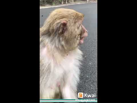 Macaco Dando risada - YouTube