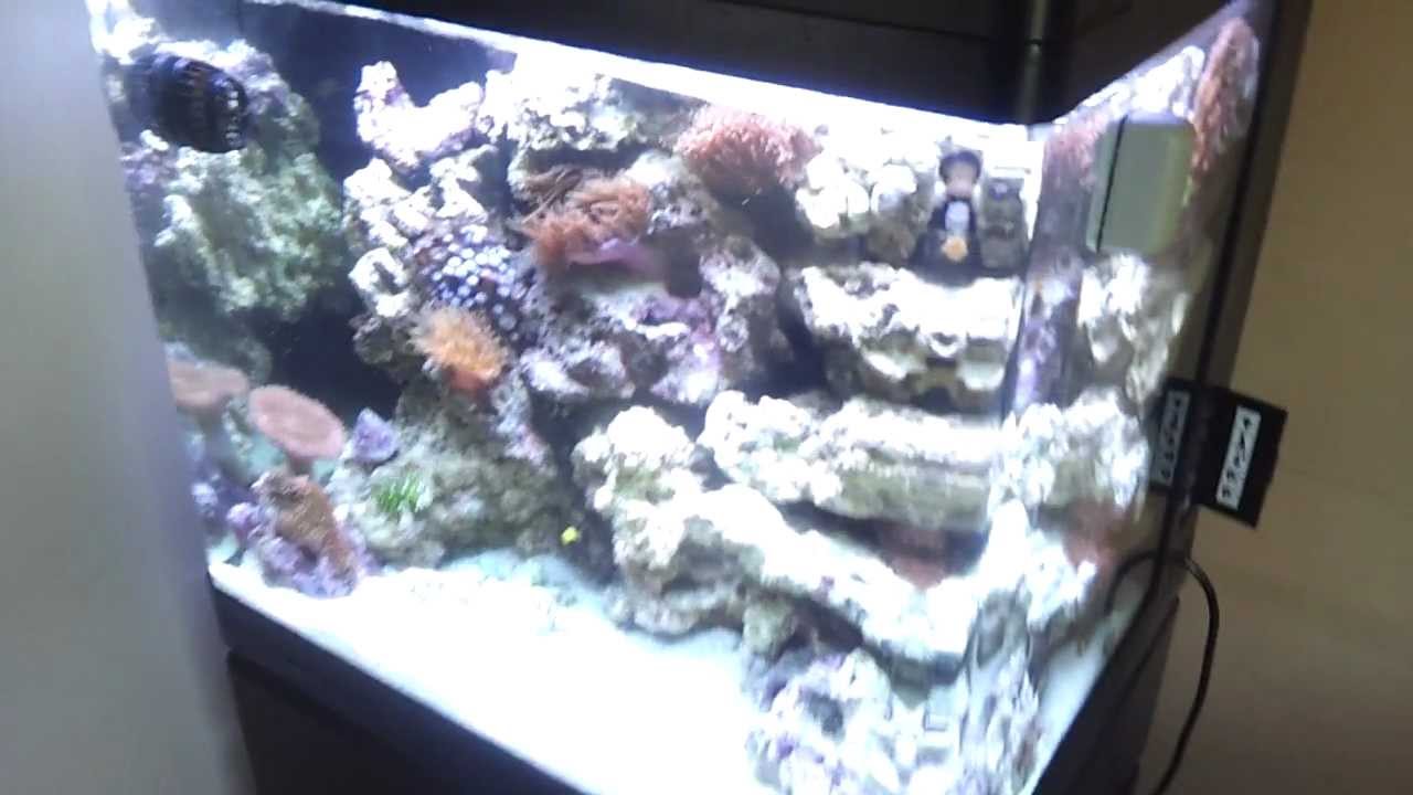 Red sea Max 130 with mp10 and maroon clownfish - YouTube