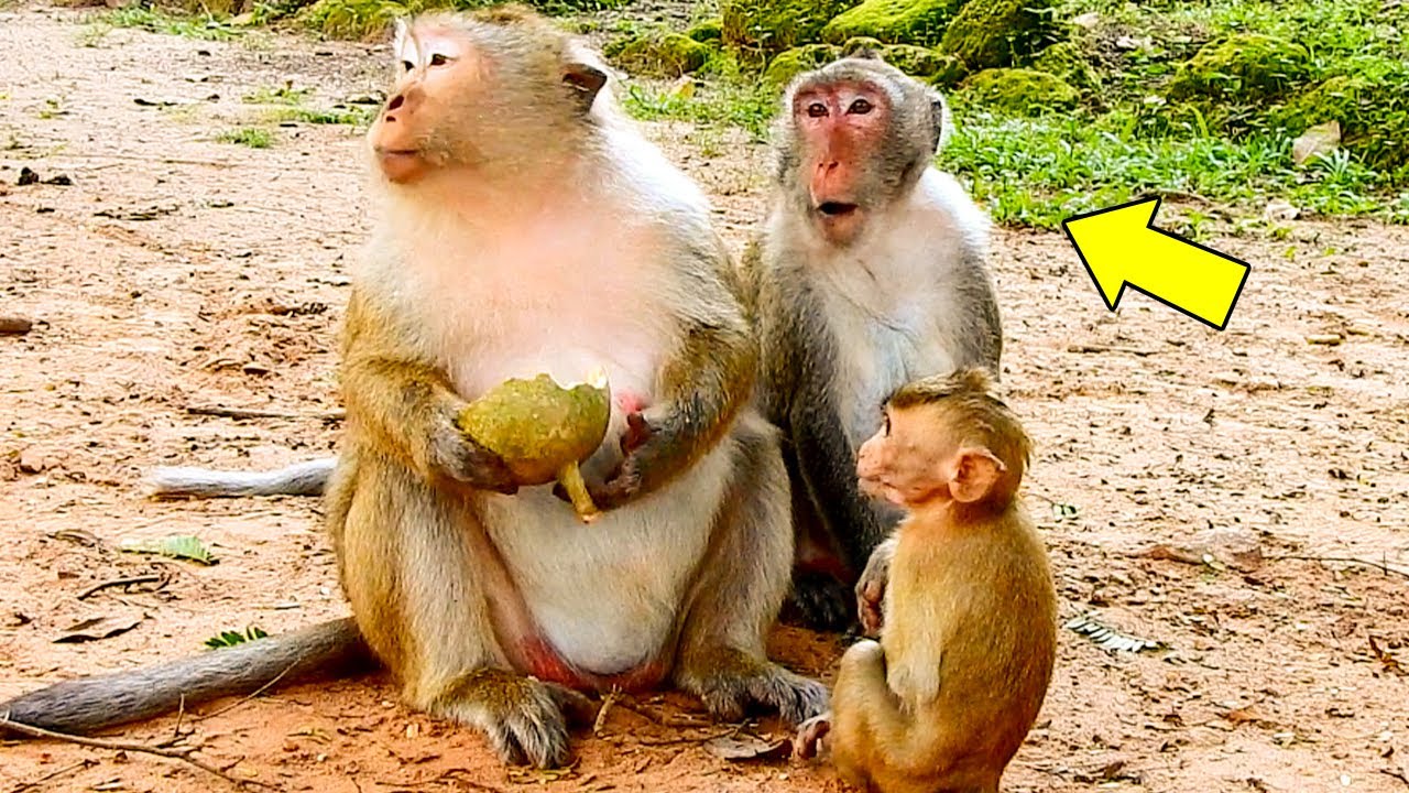 OMG.. Jane Monkey Pity Sitting Like Low Rank Begging Food From Brianna ...