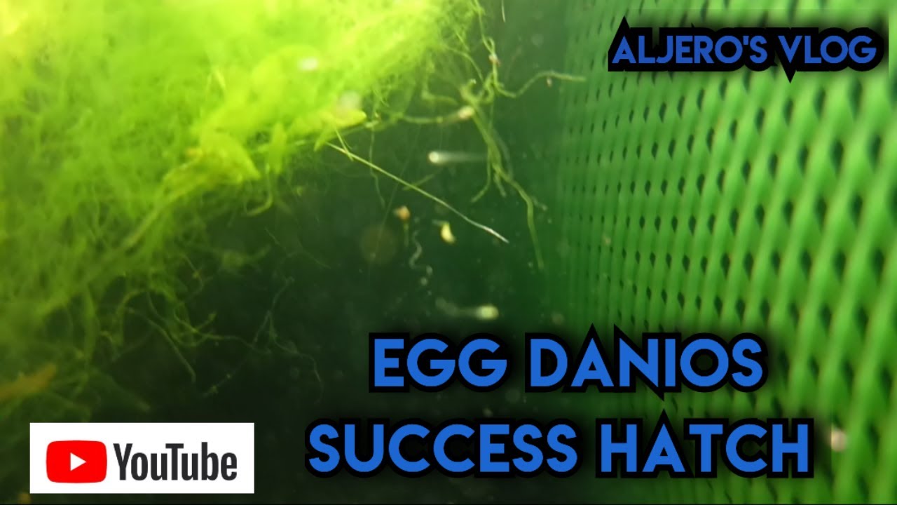 EGG DANIOS SUCCESS HATCH #daniosfish #fishhatch #fish #danios #fishfry #animalcare #fishlover ...