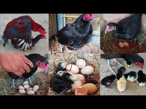 1 Day to 21 Day hen hatching eggs || Out of 8 eggs 2 chicks hatched ...