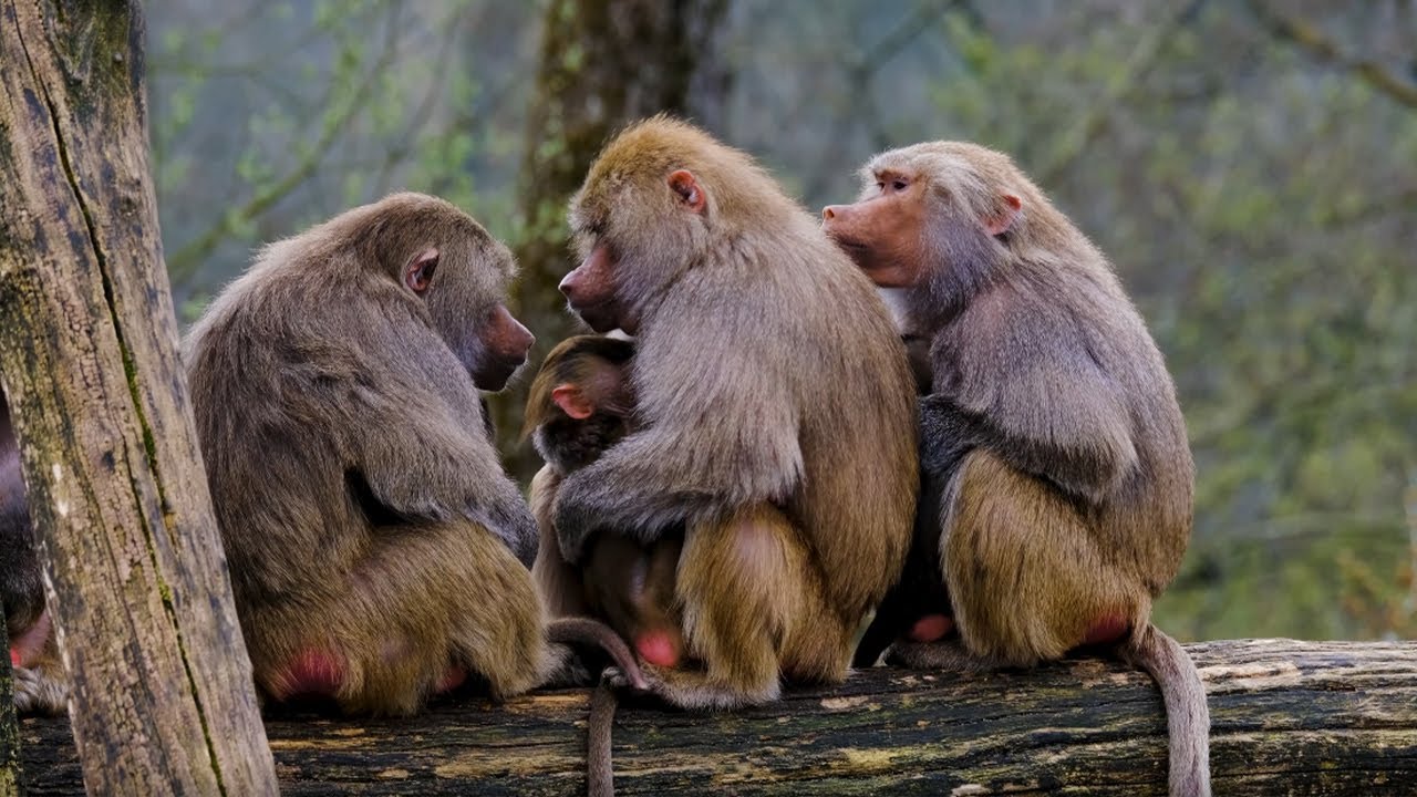Monkey kaka | Monkeys That Will Touch Your Heart! - YouTube