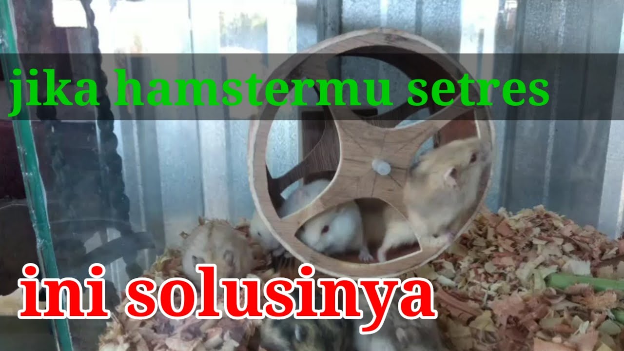alat anti setres hamster - YouTube