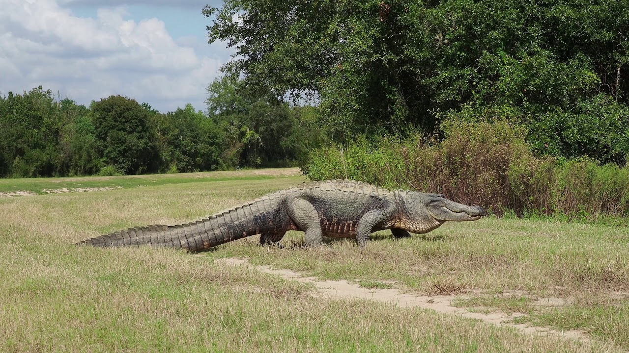 Male gator walking to pond - YouTube