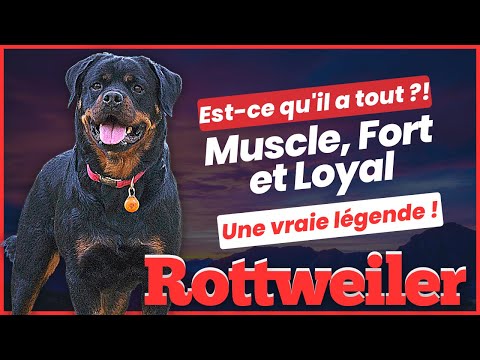 Rottweiler : Absolument intrépide, fort et loyal : qu'est-ce qui ne va pas ? !
