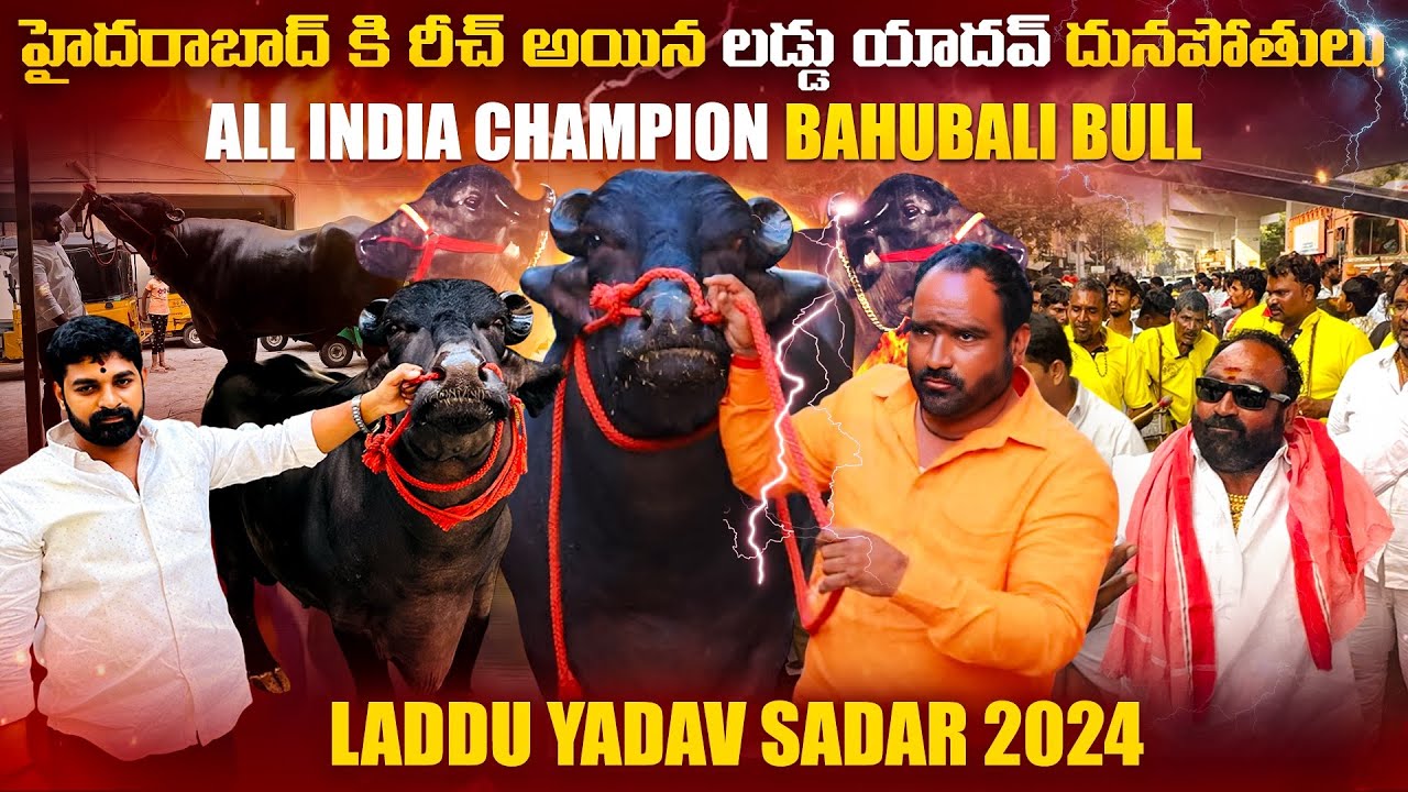 Laddu Yadav Sadar 2024 | All India Champion 🏆Bull Reached Hyderabad ...