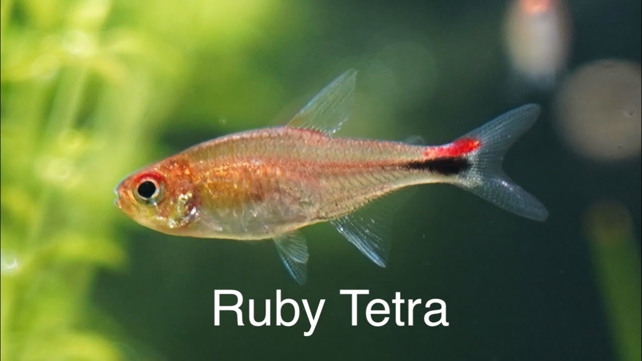 Tetra Rubis (Axelrodia Riesei), un beau petit poisson d'Amérique du Sud ...