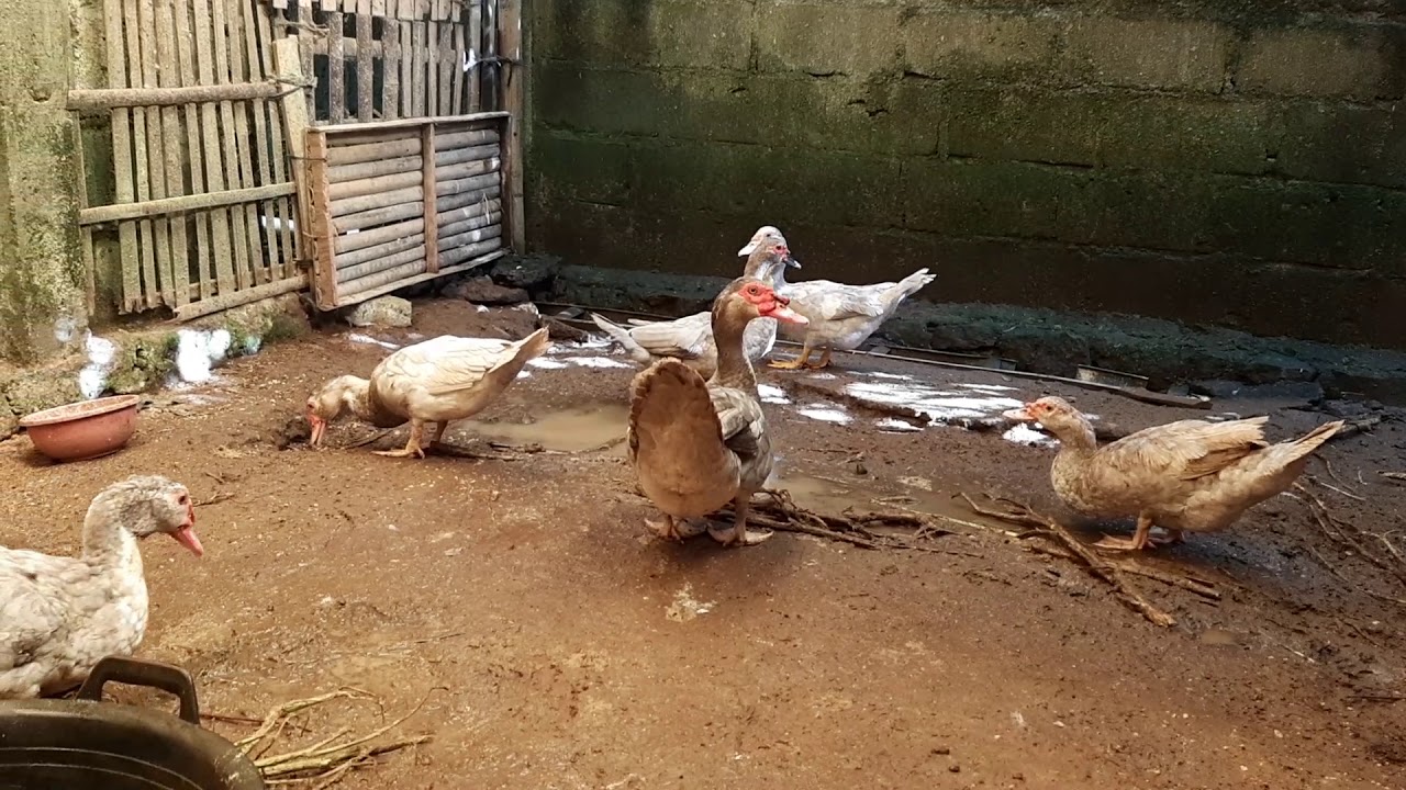 Rambon Telur mentok entok silver Rata2 usia produktif indukan 1.5-4 ...