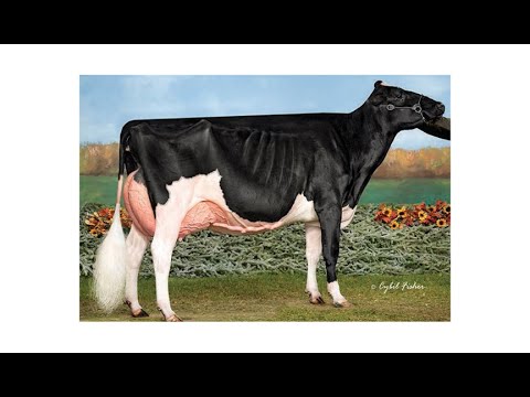 Showbox Sires introduces HENDRIX to their lineup - YouTube