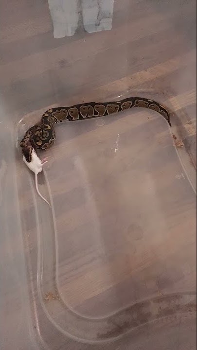 PYTHON SNAKE GOT A BABY MICE IN HIS MOUTH - YouTube