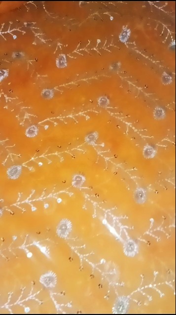 jarjat kapade me embroidery design #shorts#shortsviral - YouTube