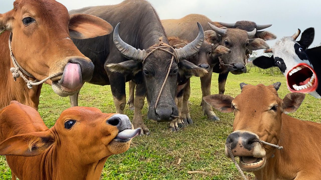 Cow - Cow music - Cow song - Funny cow dance - Funny cow song - Funny ...