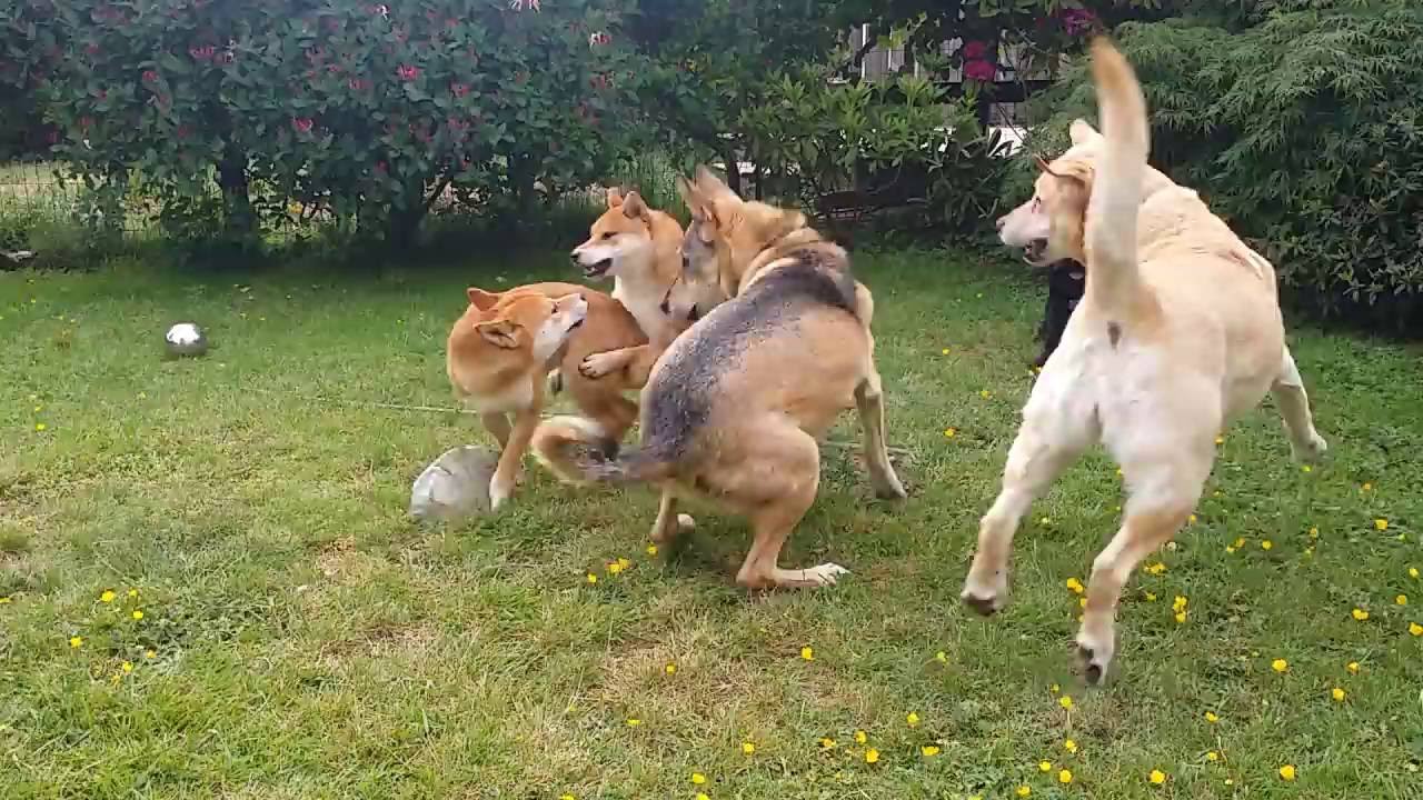 Shiba Inu n Friends - YouTube