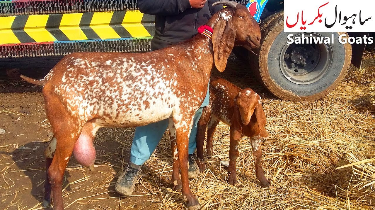 Sahiwal Beetal Goats - Shahpur Kanjra Mandi Lahore 2019 - YouTube